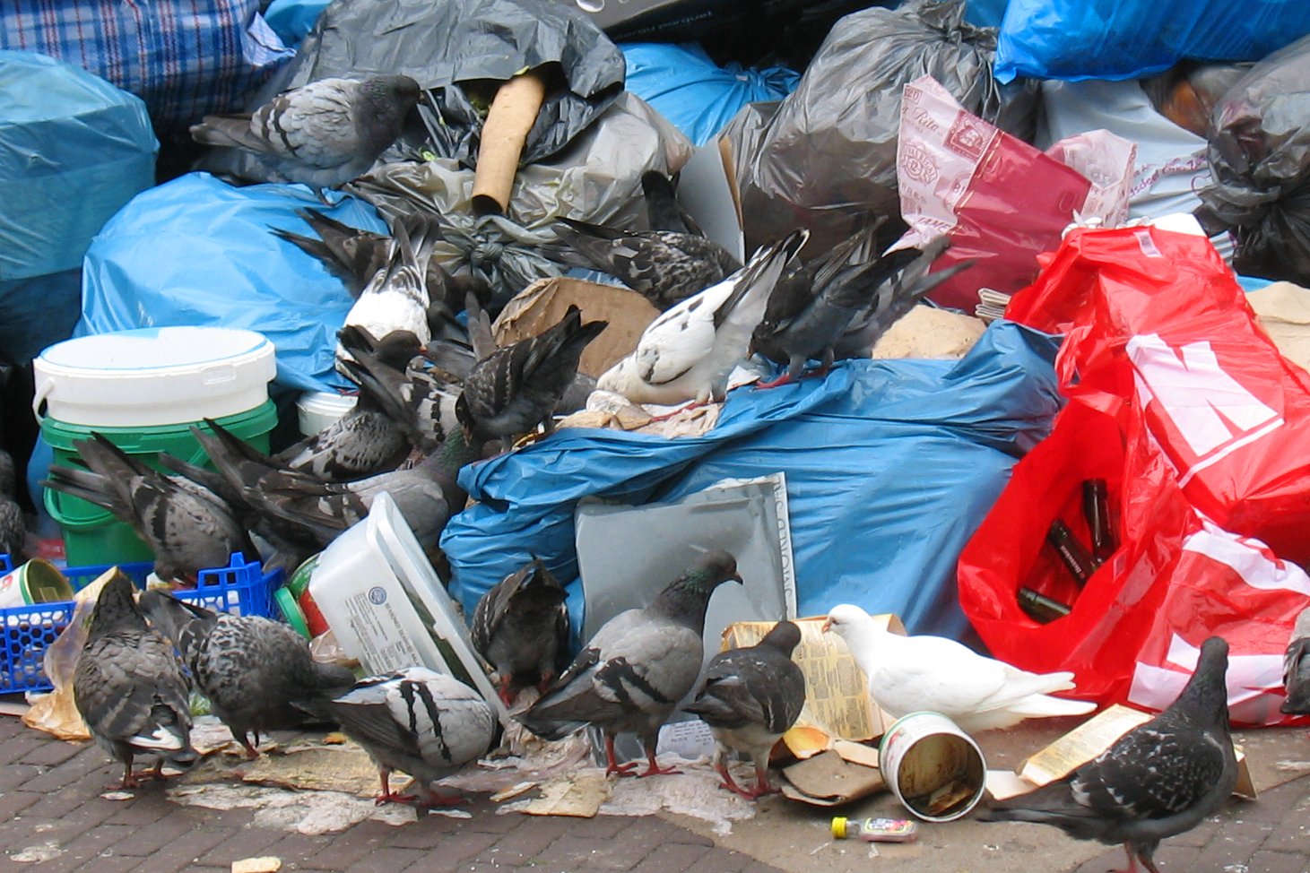 Garbage collectors strike 2010 / Branko's Weblog